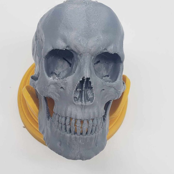 3D Printable Human Skull anatomy by Mansour Elamilk