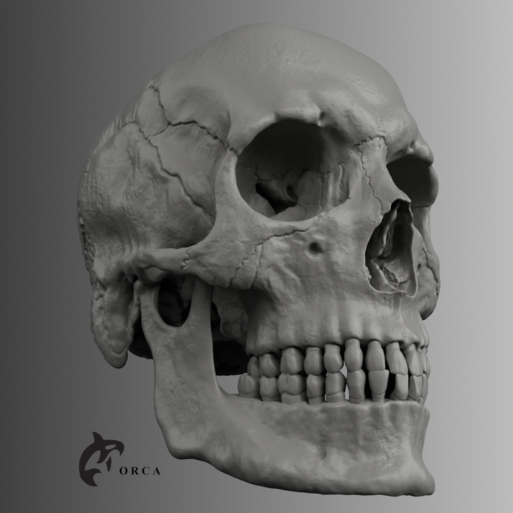 3D Printable Human Skull anatomy by Mansour Elamilk