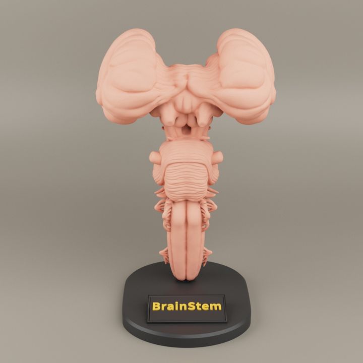 3D Printable Brain Stem anatomy For 3D printing by Mansour Elamilk