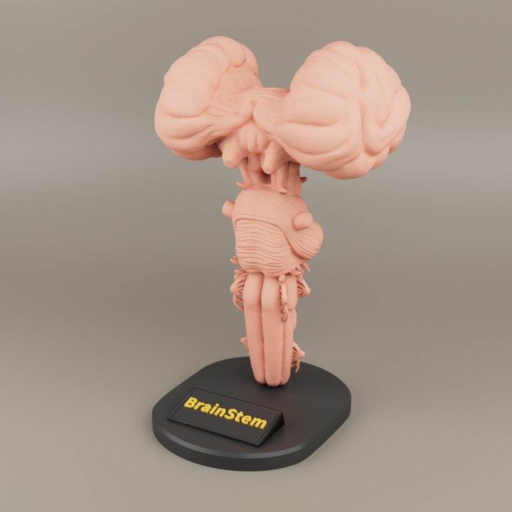 3D Printable Brain Stem anatomy For 3D printing by Mansour Elamilk