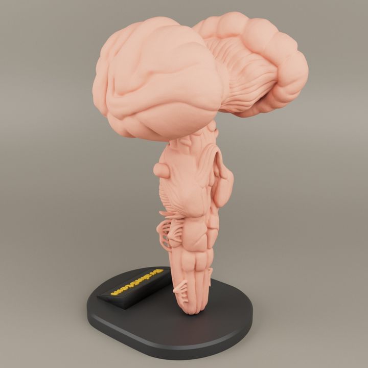 3D Printable Brain Stem anatomy For 3D printing by Mansour Elamilk
