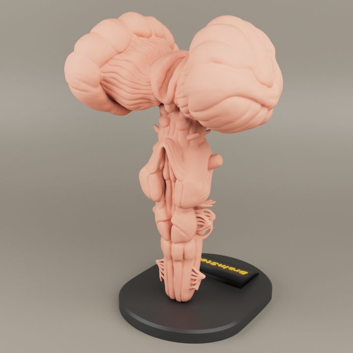 3D Printable Brain Stem anatomy For 3D printing by Mansour Elamilk