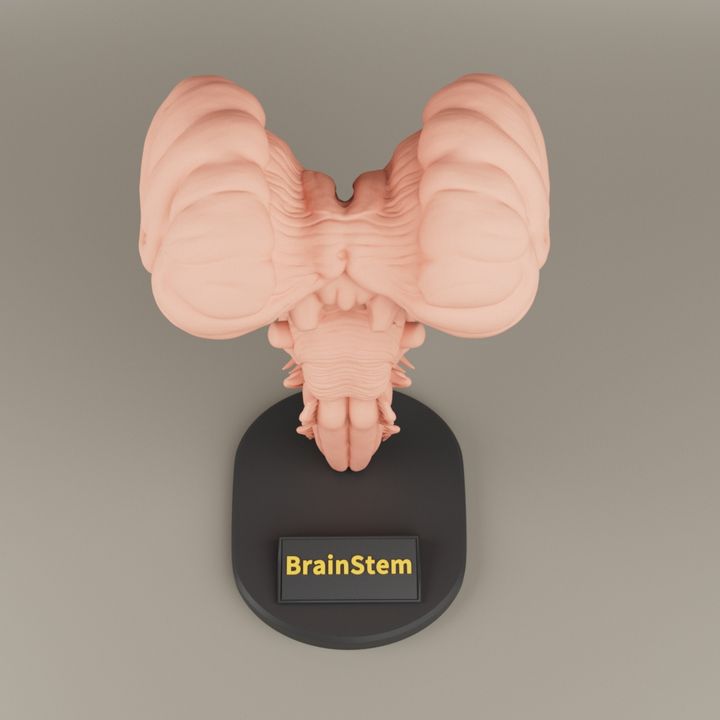 3D Printable Brain Stem anatomy For 3D printing by Mansour Elamilk