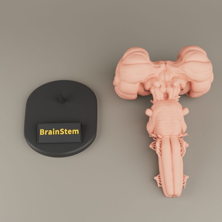 3D Printable Brain Stem anatomy For 3D printing by Mansour Elamilk