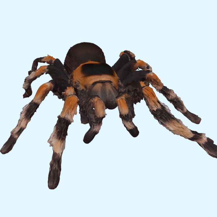 3D Printable Realistic Tarantula by Fantasy Figures