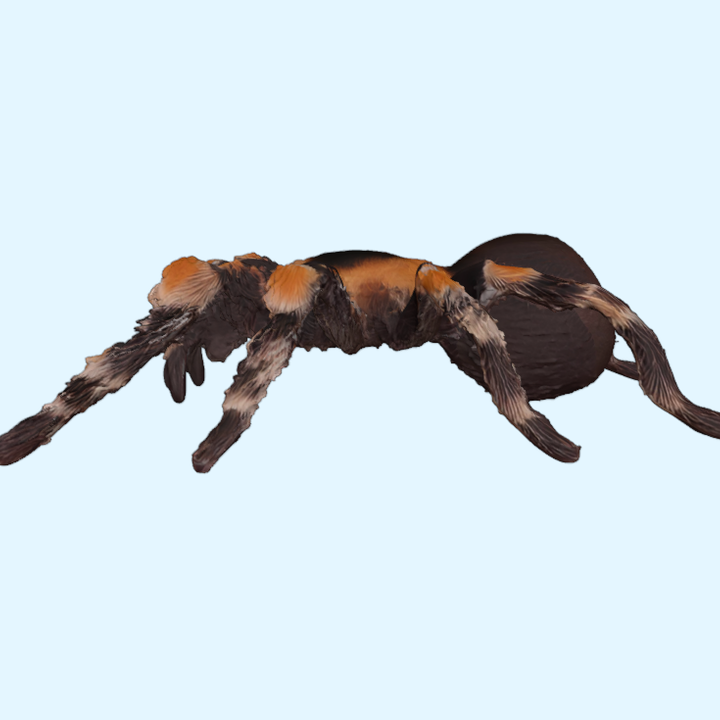 3D Printable Realistic Tarantula by Fantasy Figures