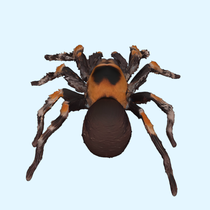 3D Printable Realistic Tarantula by Fantasy Figures